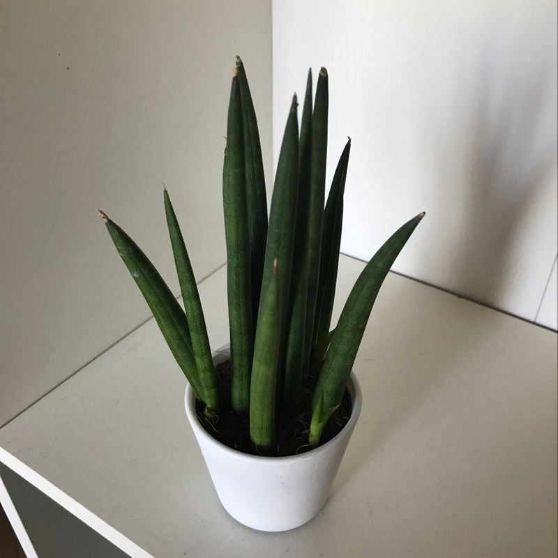 Symbolism and Benefits of the Cylindrical Snake Plant