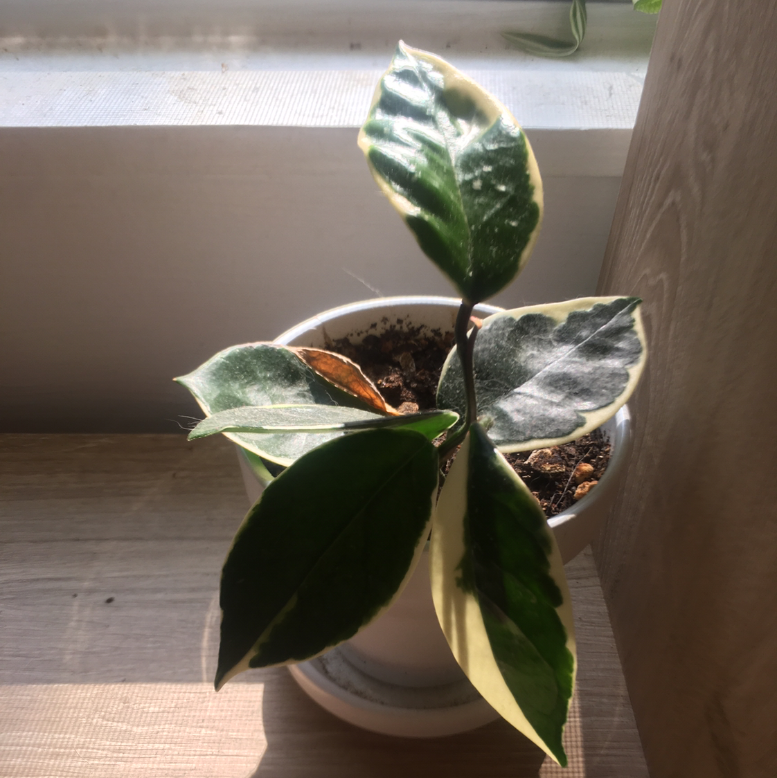 How Do I Cure variegated hoya carnosa 'compacta' root rot?