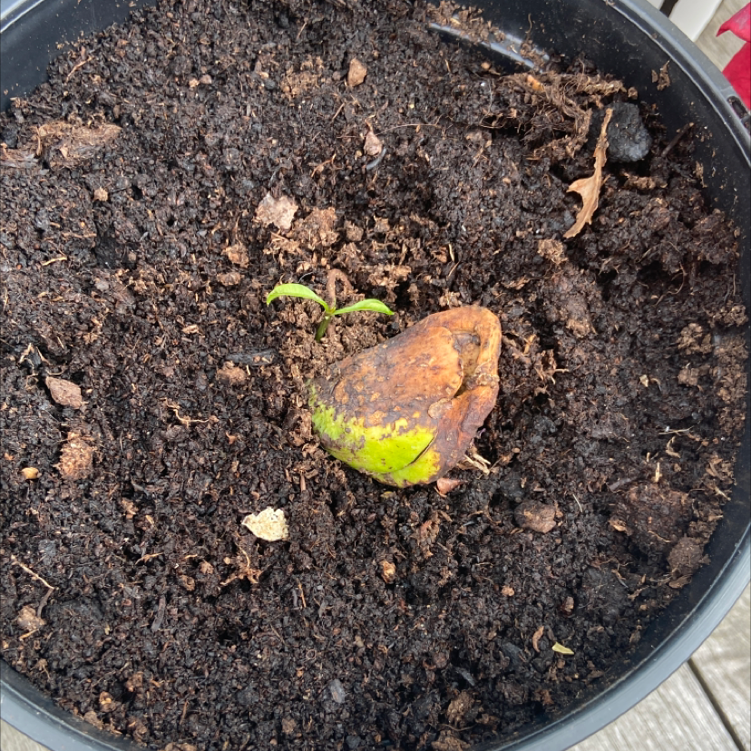 🥭 Why Are My Mango Leaves Droopy?
