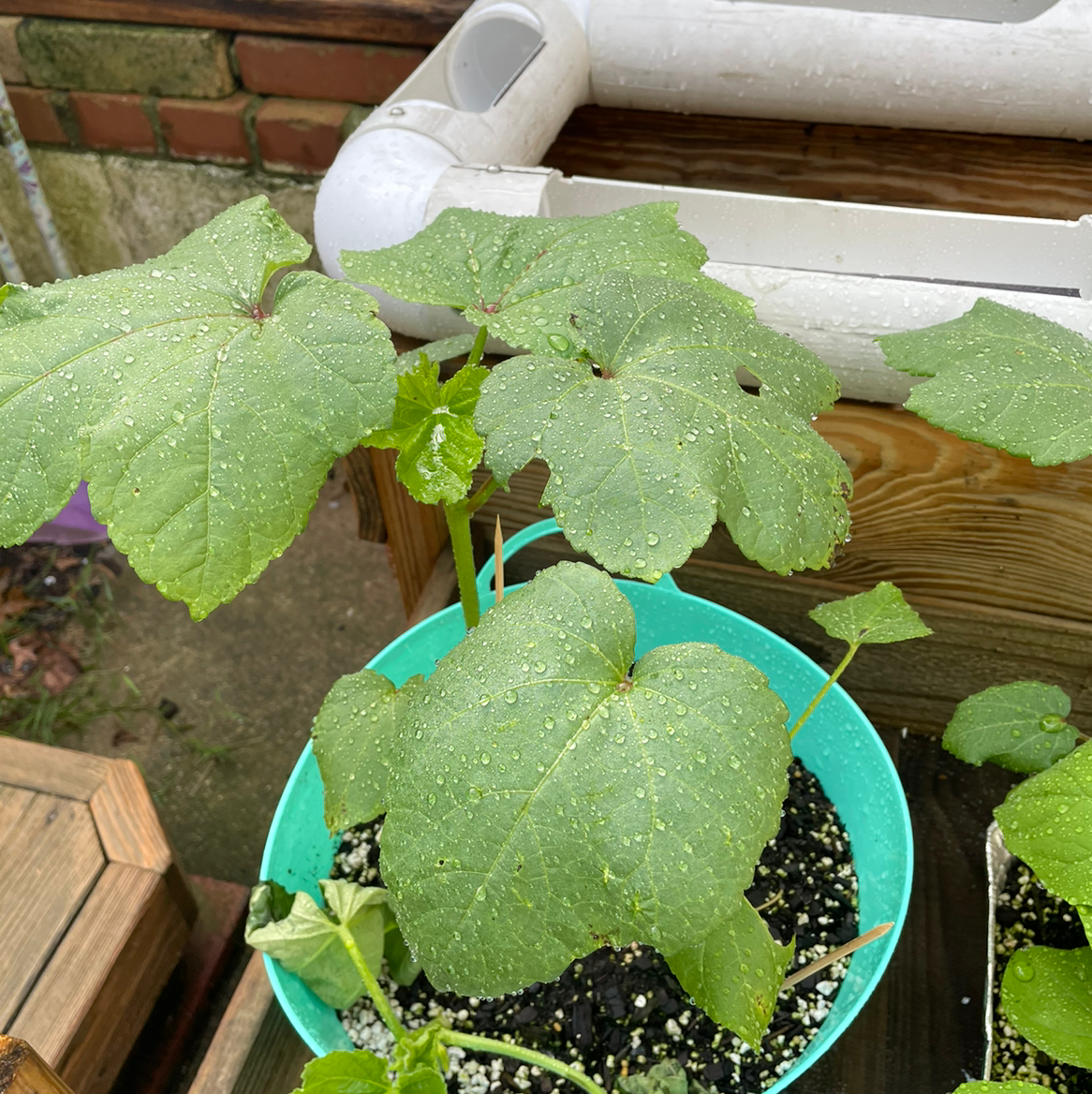 How Should Okra Be Cut Back?