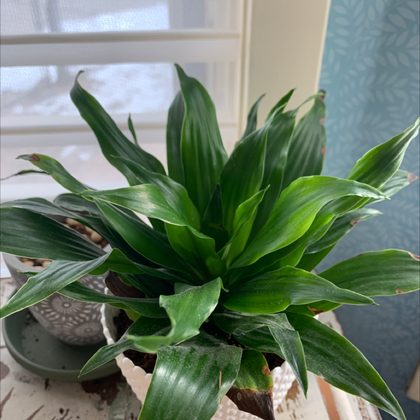 Brown Spots On Dracaena 'Janet Craig Compacta' Leaves