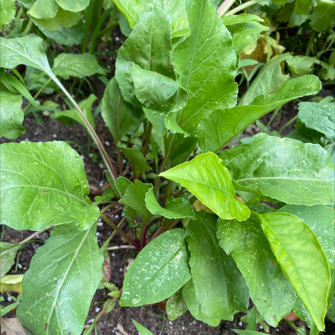 Black Spots on My Common Beet Leaves