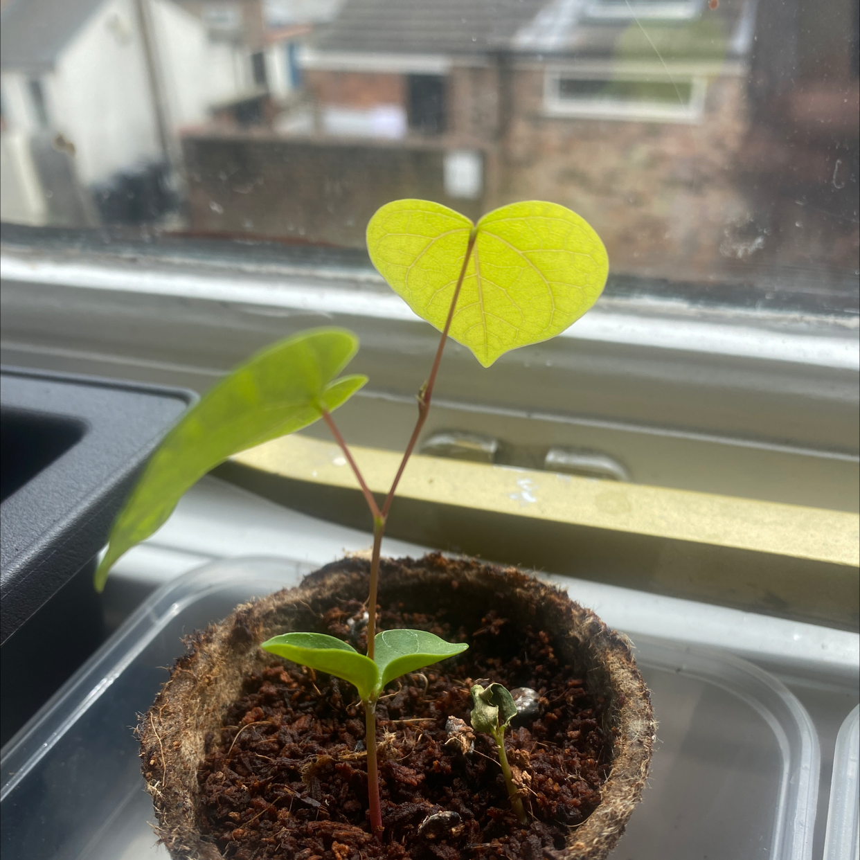 What Are The Bugs on My Eastern Redbud? 🐛