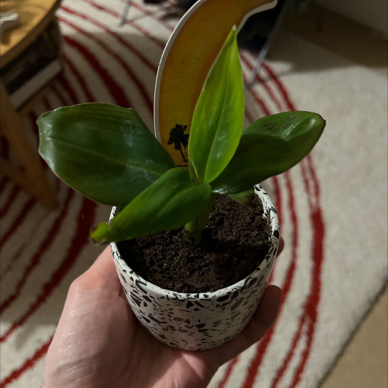 🍌 10 Advantages of Having a Dwarf Banana