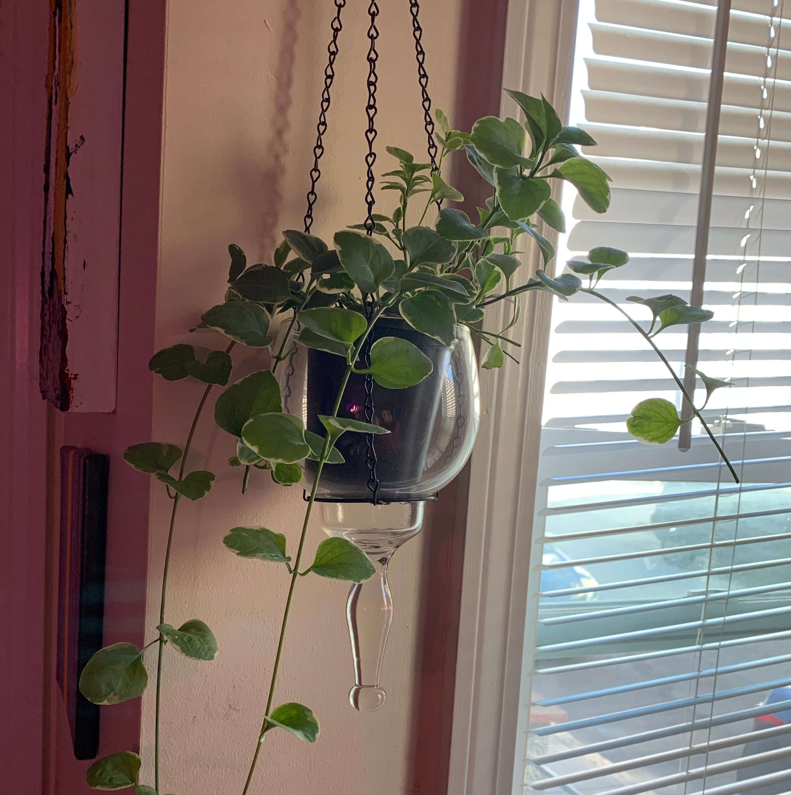 Why Are My Variegated Vinca Vine Leaves Droopy?