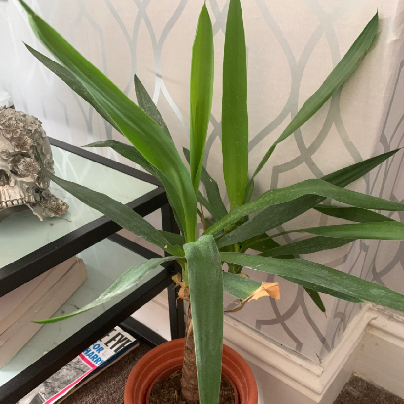 Blue-Stem Yucca Plant Care: Water, Light, Nutrients | Greg App 🌱