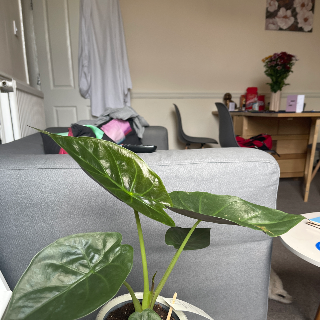 Why Are There Brown Spots on My Alocasia 'Portora' Leaves?