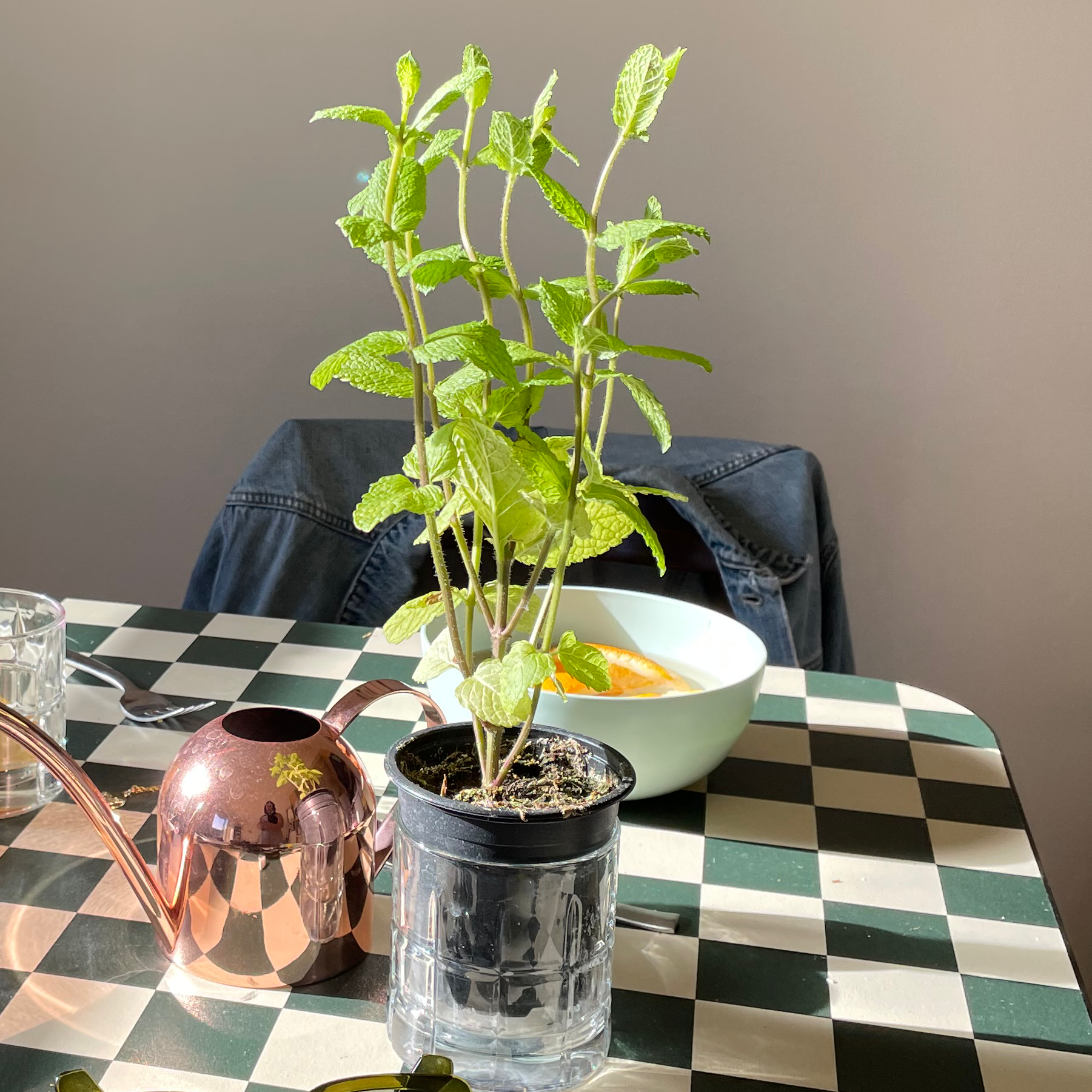 🍋 Symbolism and Benefits of the Lemon Balm