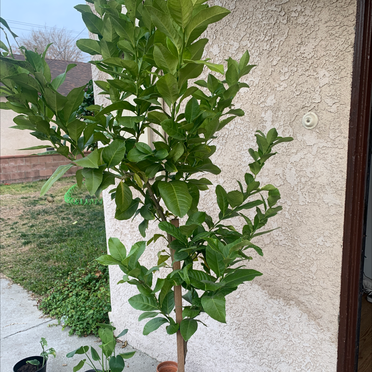 🍋 Why Are My Meyer Lemon Tree Leaves Mushy?