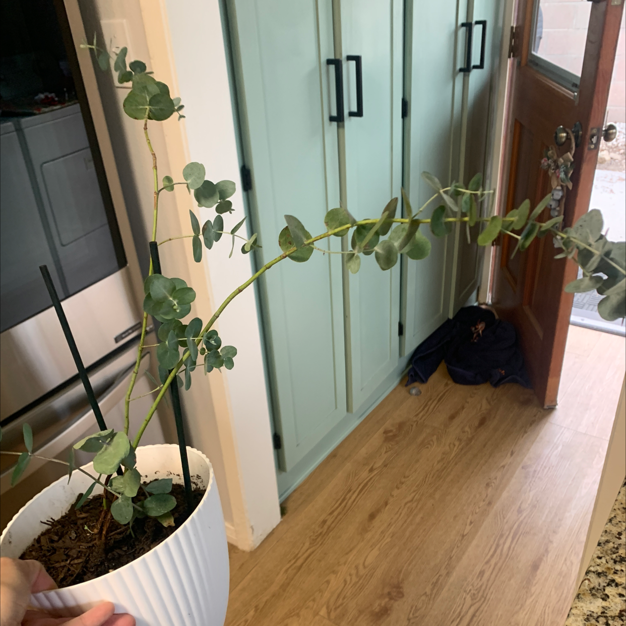 Why Is My Silver Dollar Tree Not Doing Well?