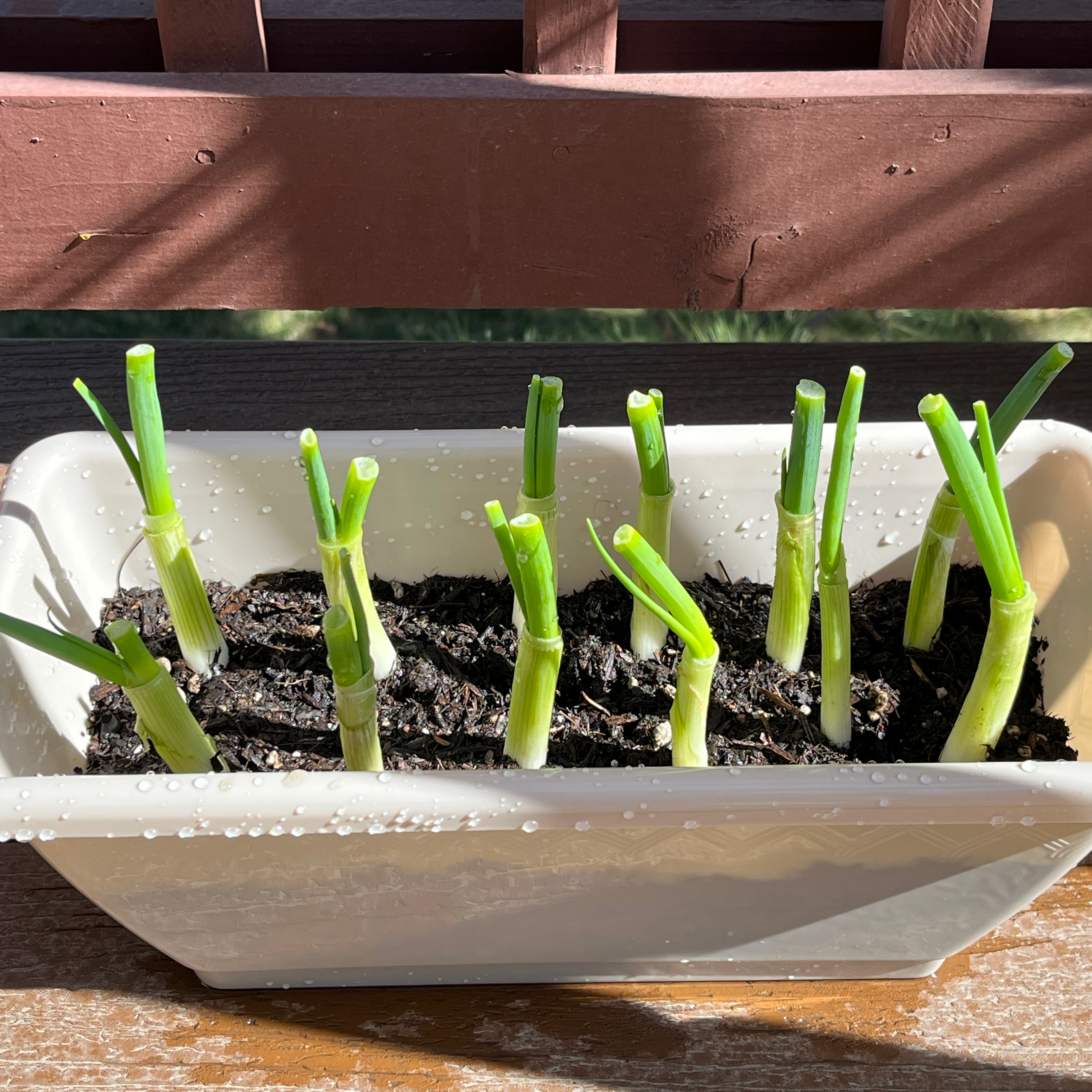 Why Are My Long Green Onion Leaves Droopy? 😔