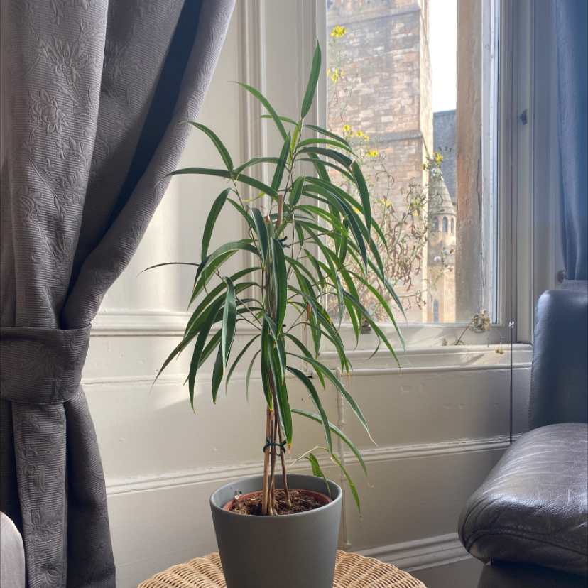 🤒 How Do I Cure ficus alii root rot?