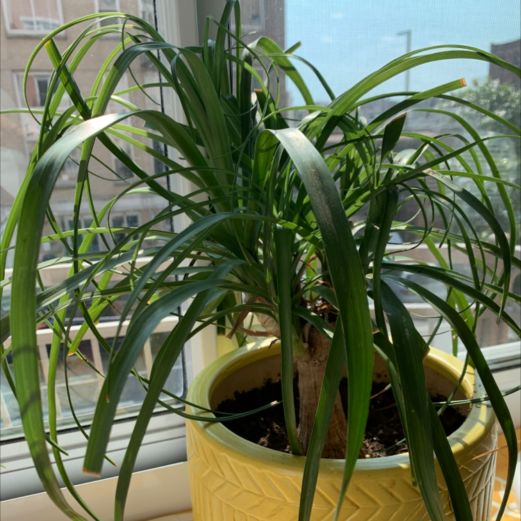 Symbolism And Benefits Of The Ponytail Palm