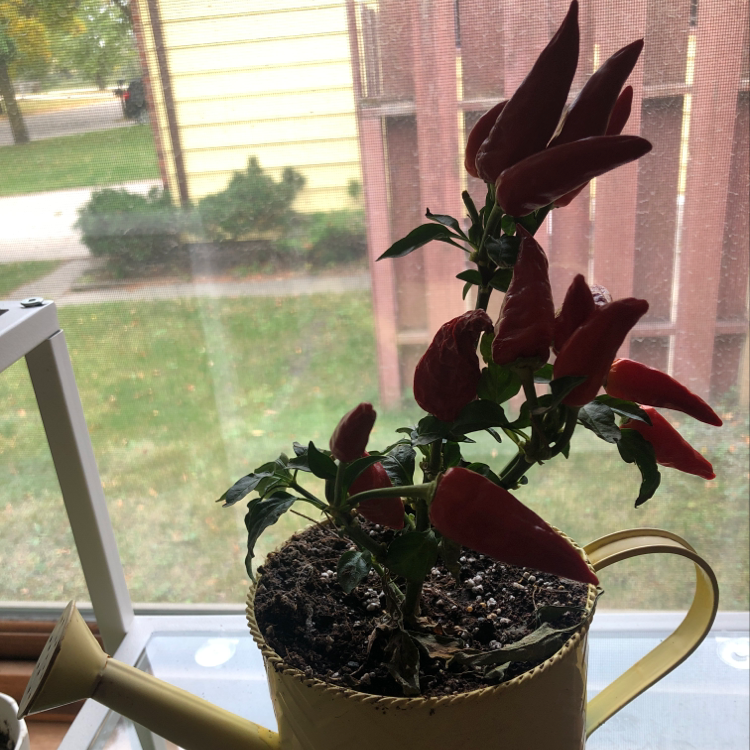 🌶 Light Requirements For My Pepper Plant