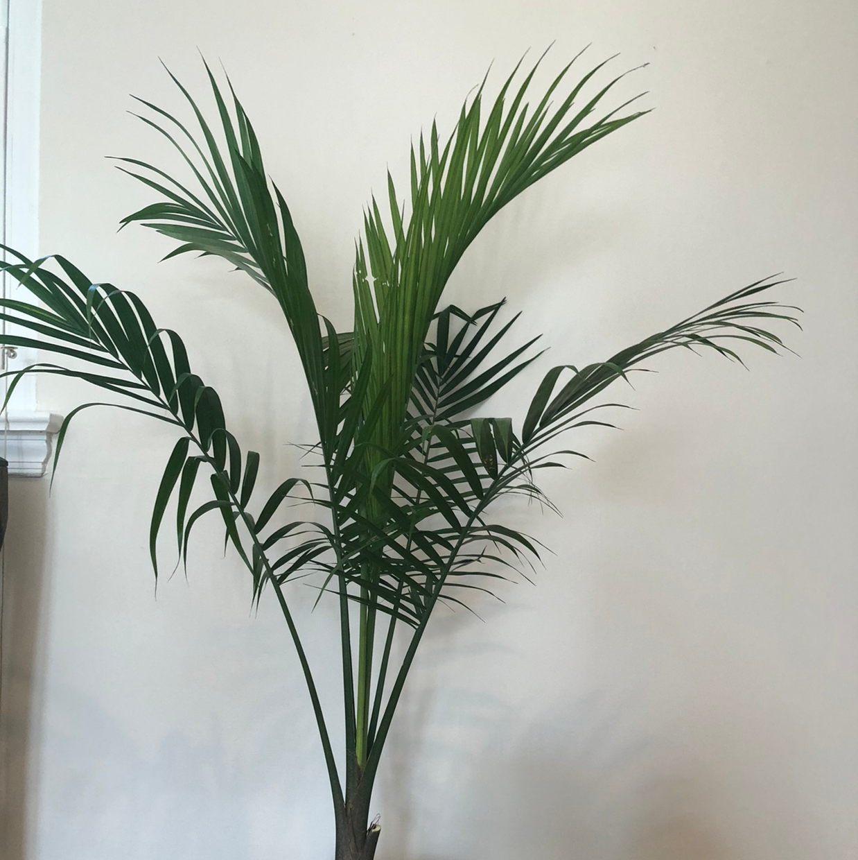 Propagating Areca Palm: The Ultimate Guide