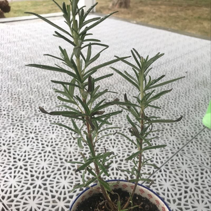 💧 How Do I Fix Rosemary Root Rot?