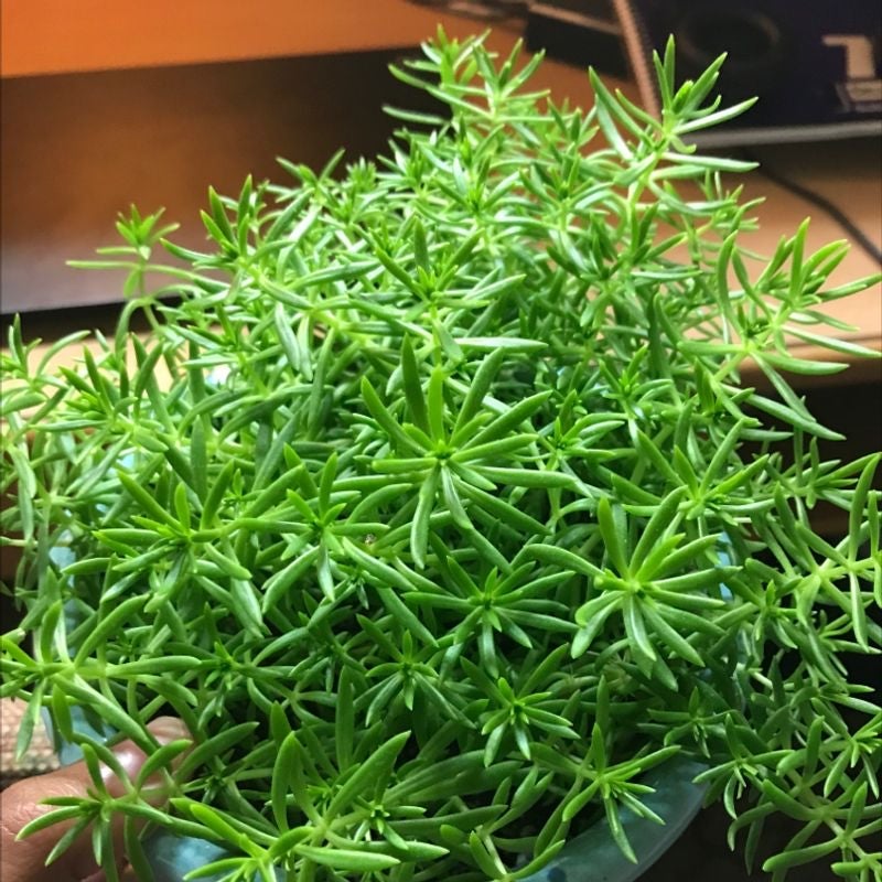 How Often Do I Need to Water My Moss Rose Purselane?