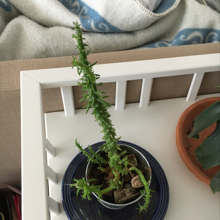 Why Are My Eve's Needle Cactus Leaves Curling?