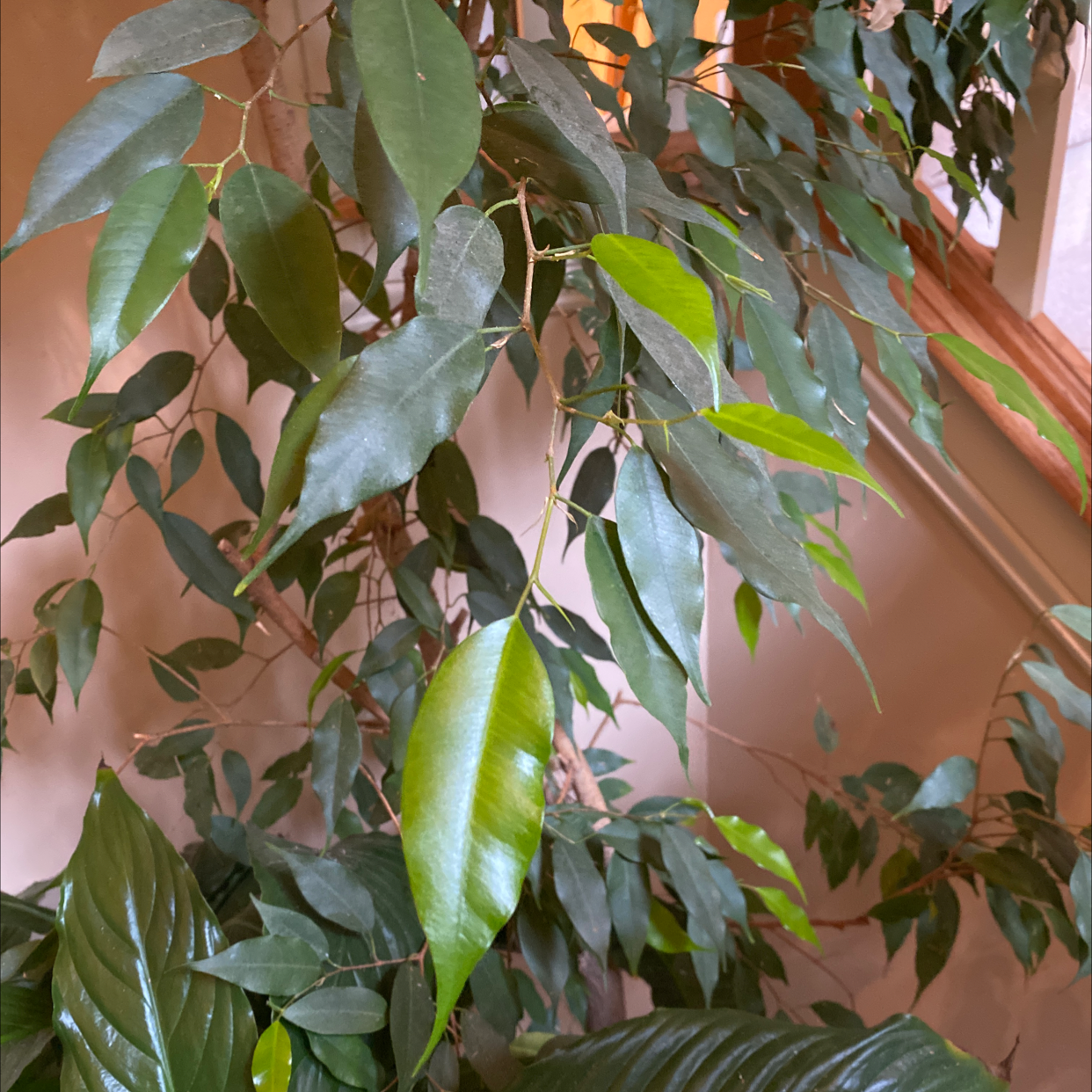 10 Benefits of Having a Weeping Fig