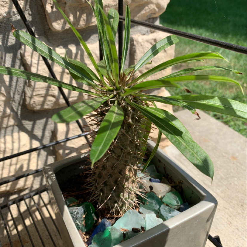 Kataf Care 101: Water, Light & Growing Tips