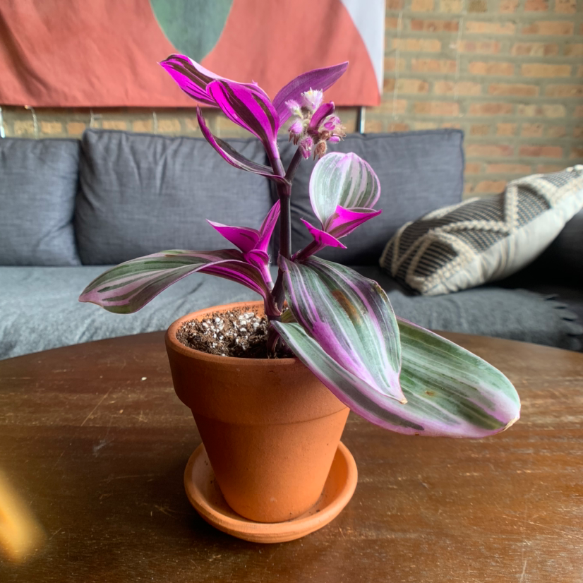 Symbolism And Benefits Of The Ti Plant