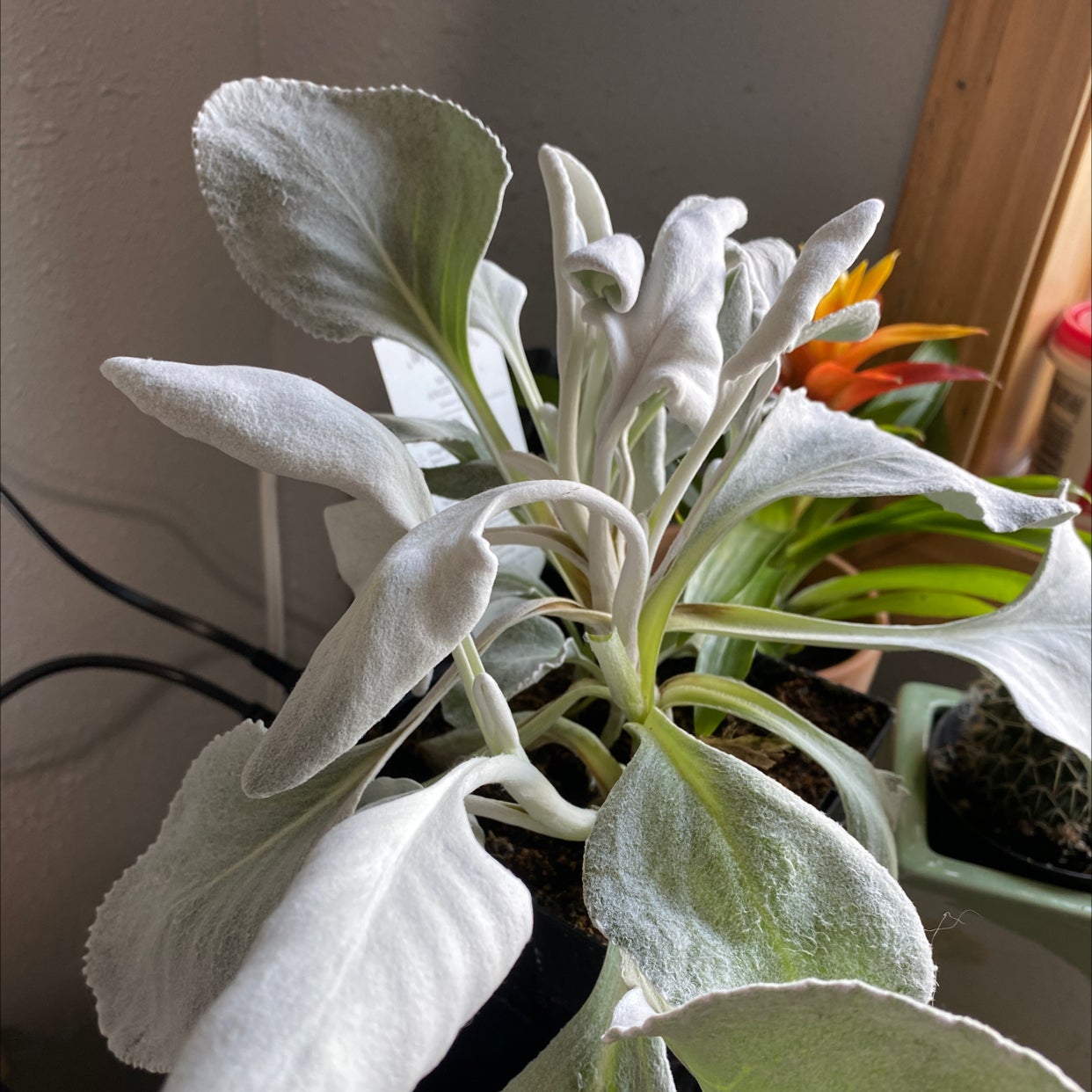 Propagating Angel Wings Senecio: The Ultimate Guide