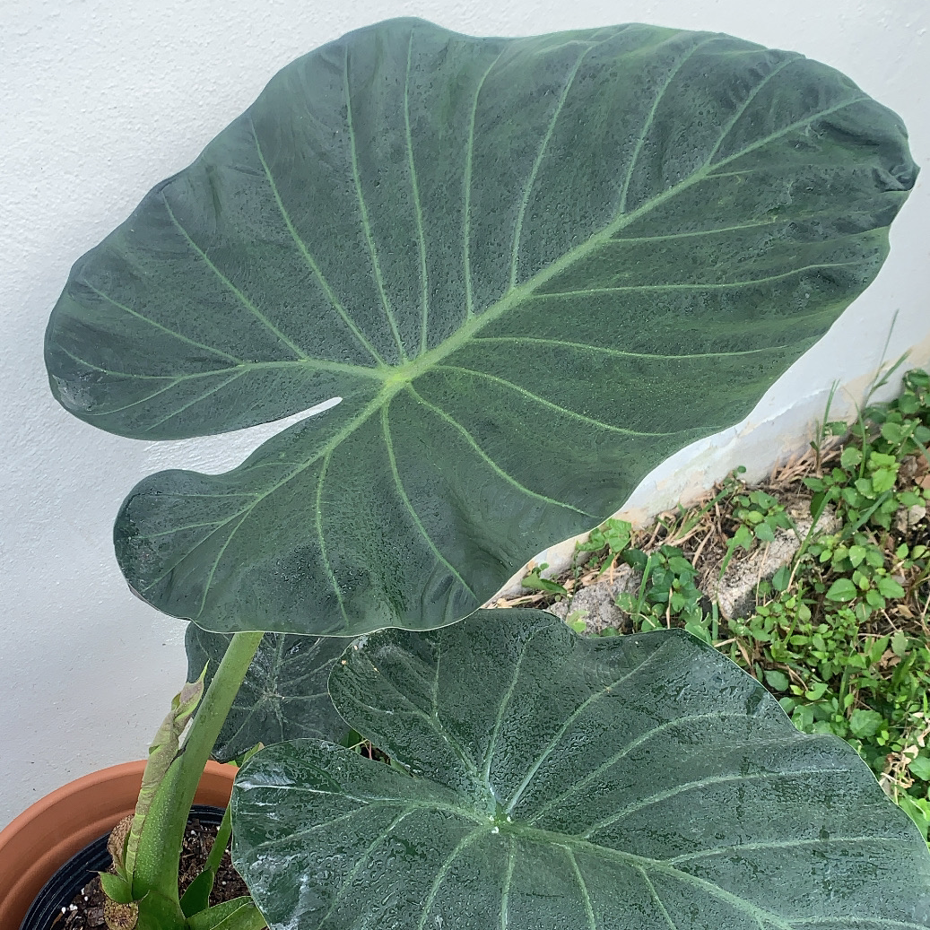 Alocasia 'Regal Shields' - Ultimate Guide to Fertilizing