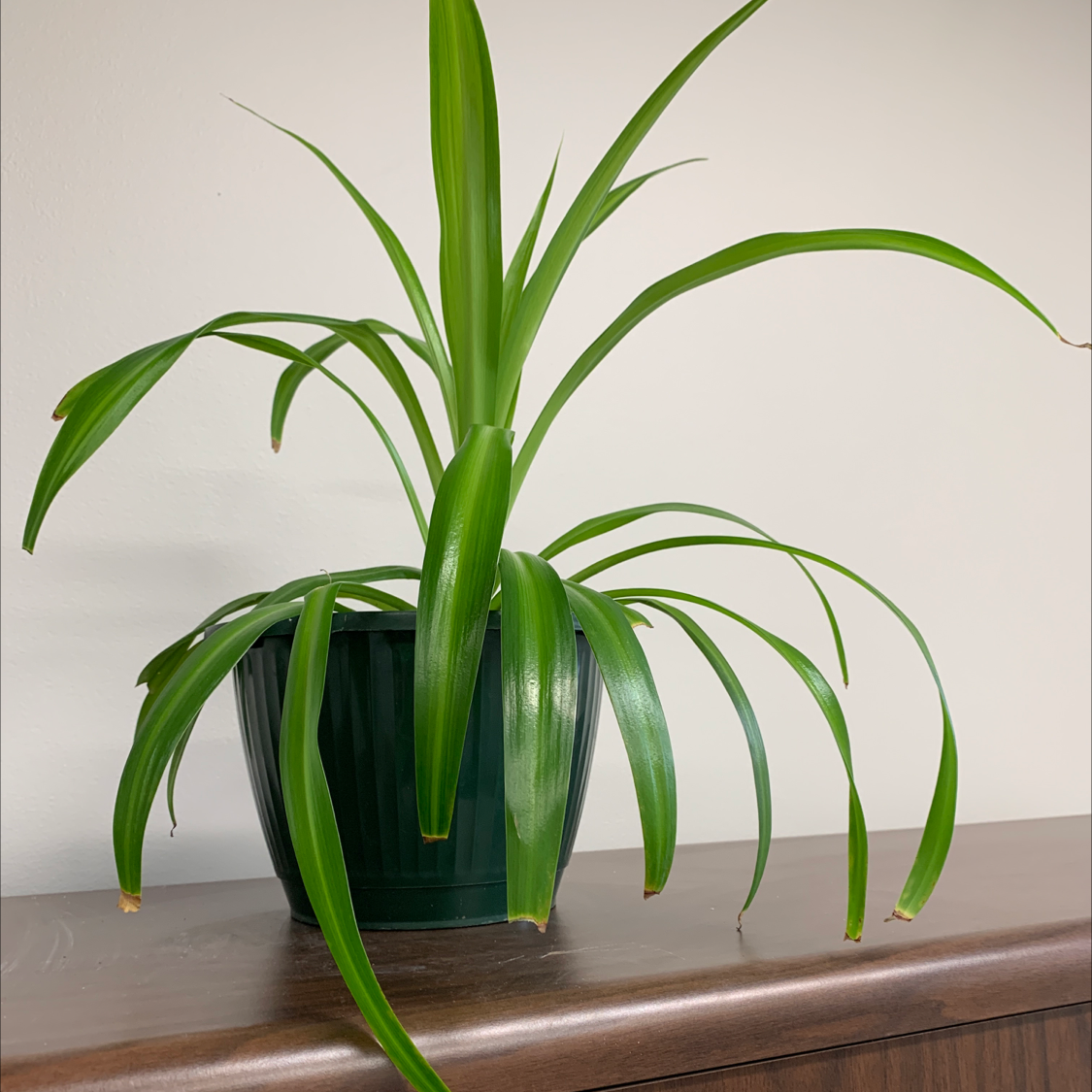 How Do I Cure Variegated Spider Plant Root Rot?