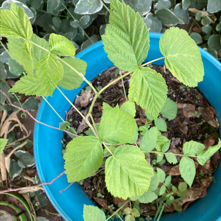Why Are There Brown Spots on My European Red Raspberry? 🍪