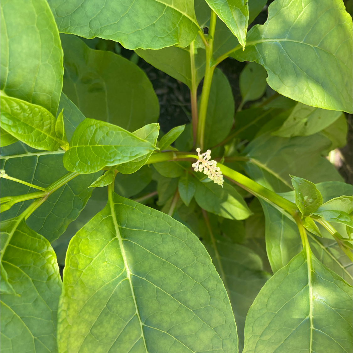 Propagating My American Pokeweed: Step-by-Step Guide
