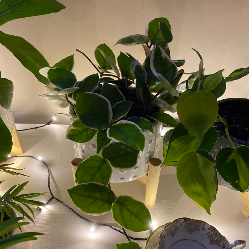 What To Do About Bugs on My Wax Plant? 🐛