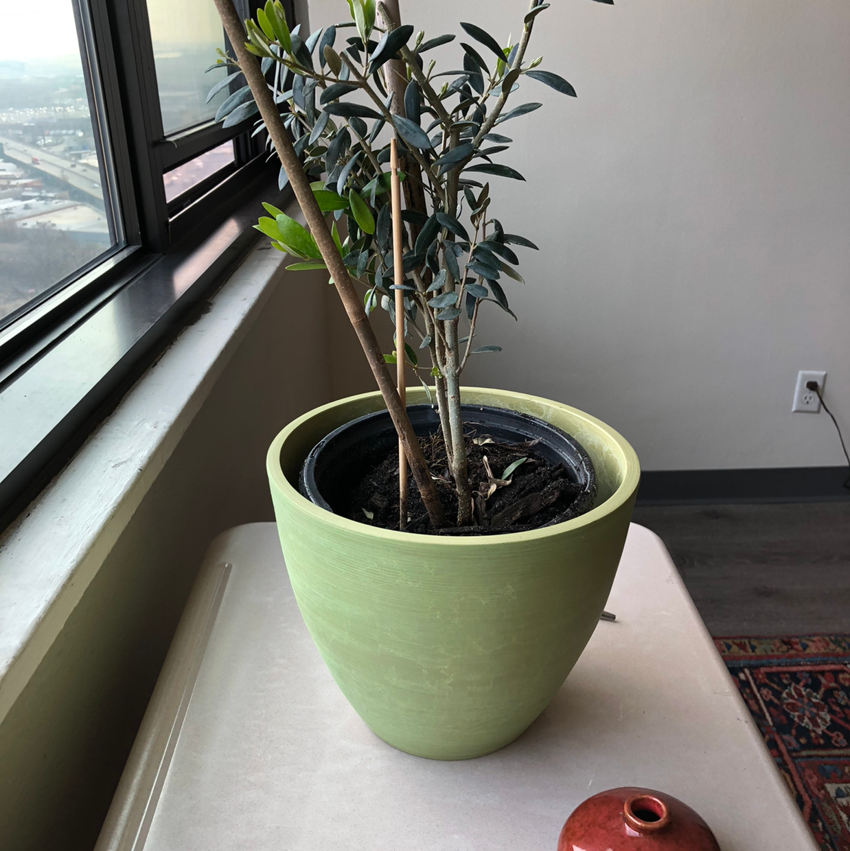 🌳 How To Know When To Repot An Olive Tree?