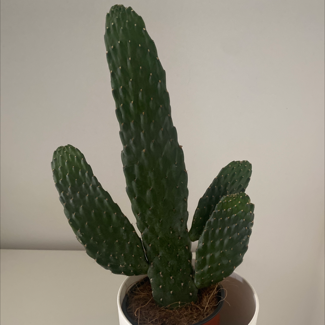 💧 Why Are My Road Kill Cactus Leaves Mushy?