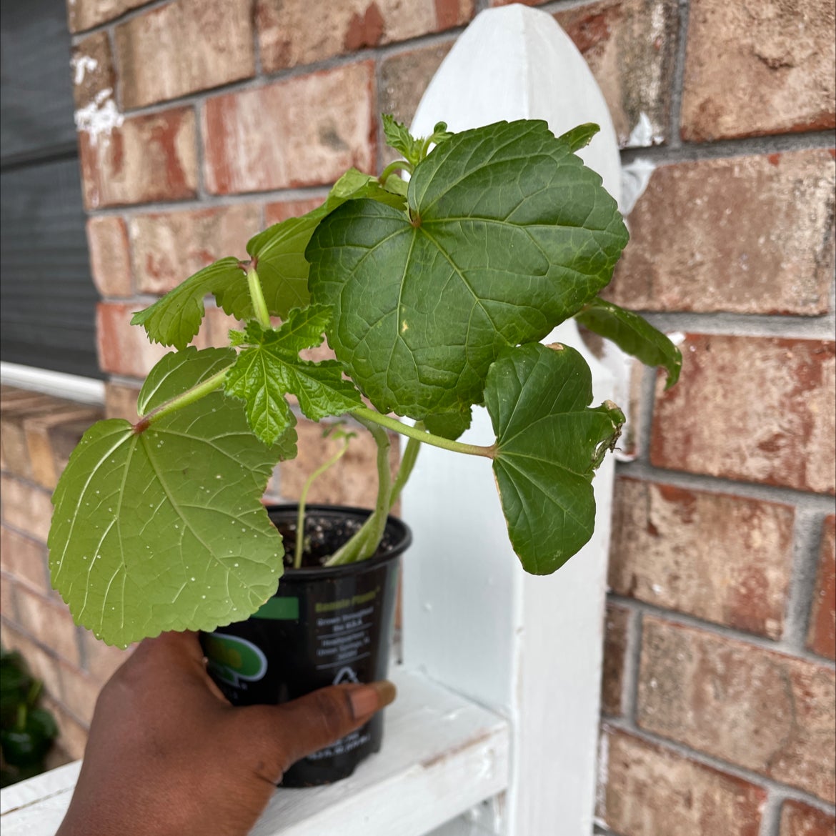 Soil Recommendations for Okra