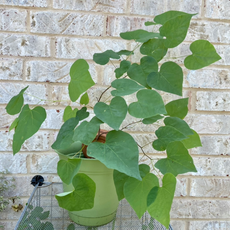 How to Know When to Repot a Eastern Redbud?