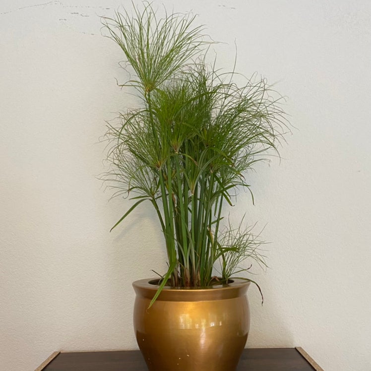 Black Spots on My Papyrus Leaves