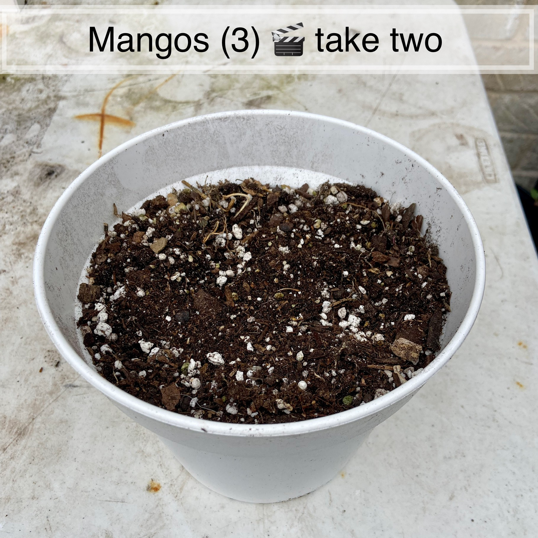 🥭 What Are The Bugs on My Mango?
