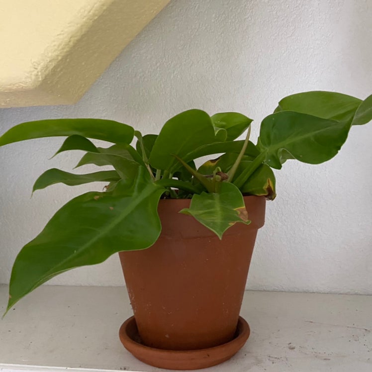 Philodendron 'moonlight' Root Rot Solutions