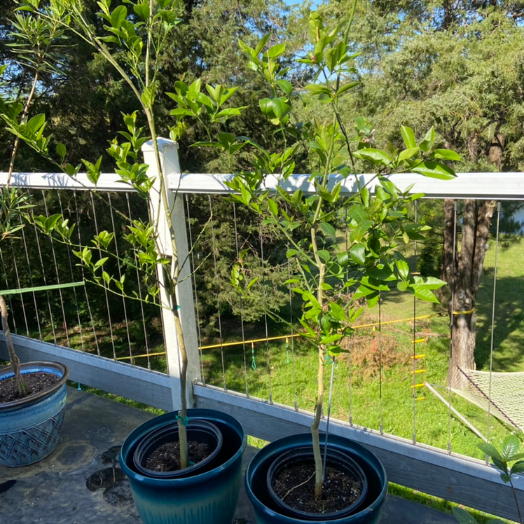 🍋 Symbolism And Benefits Of The Meyer Lemon Tree