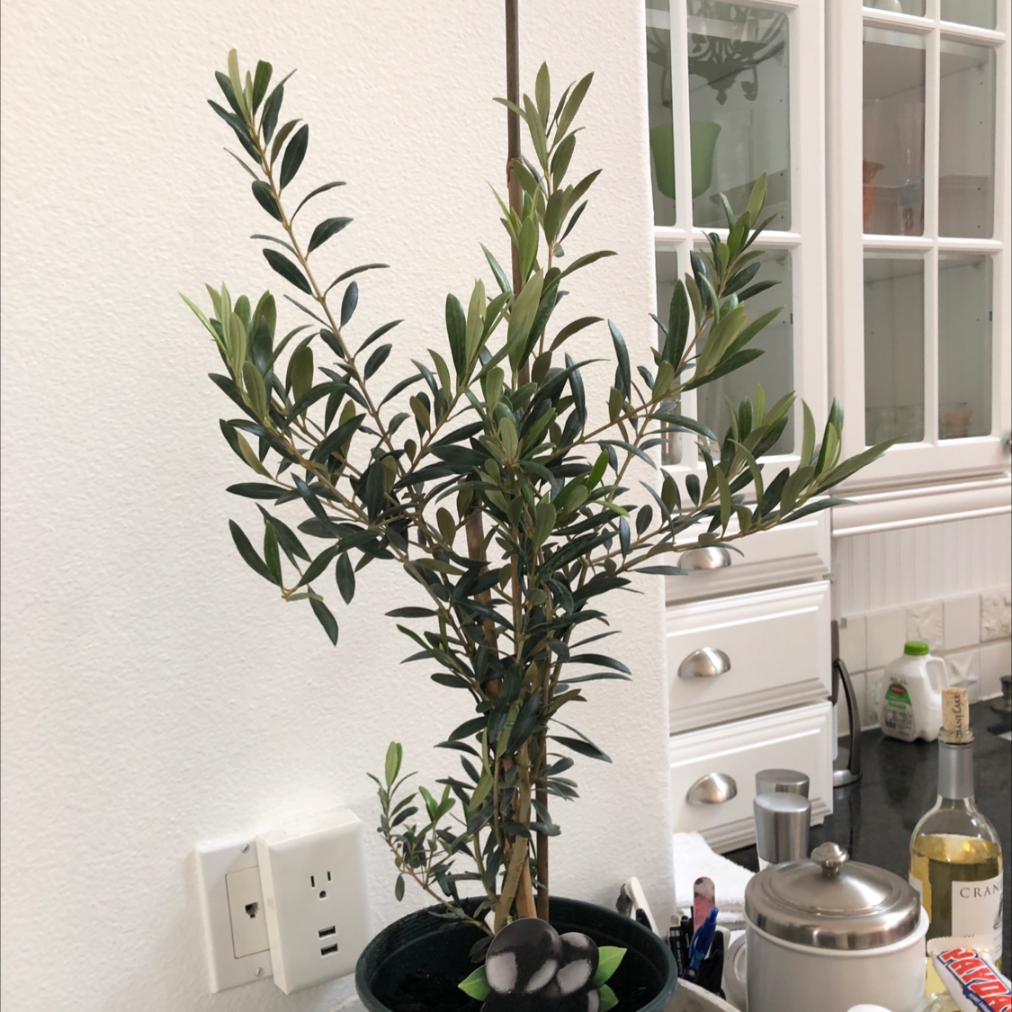 Best Potting Soil Mix For Olive Tree