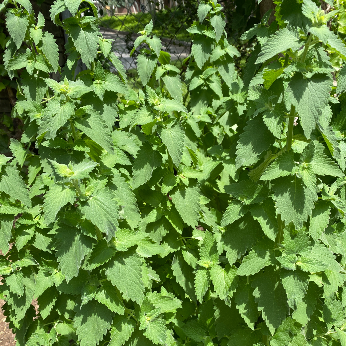 How Do I Fix Catnip Root Rot? 🐱