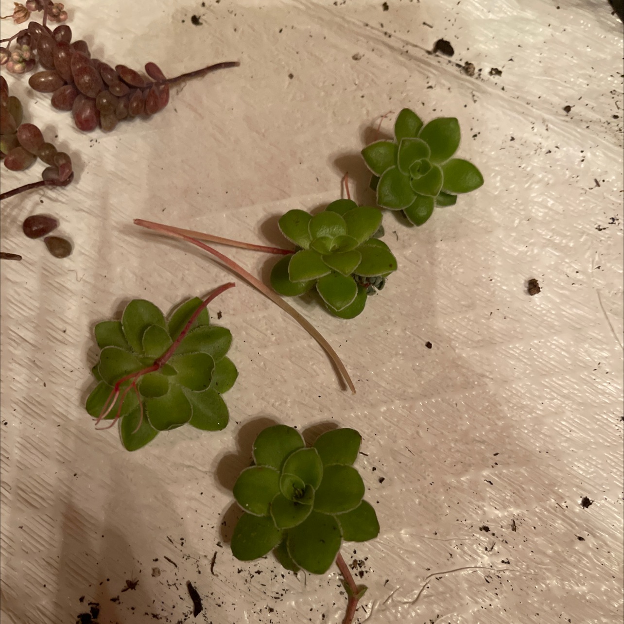 How Should Palmer's Sedum Be Cut Back?