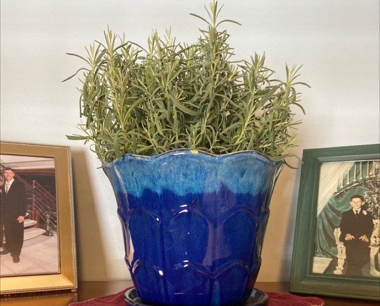 Light Requirements For Your English Lavender Light Requirements For Your English Lavender