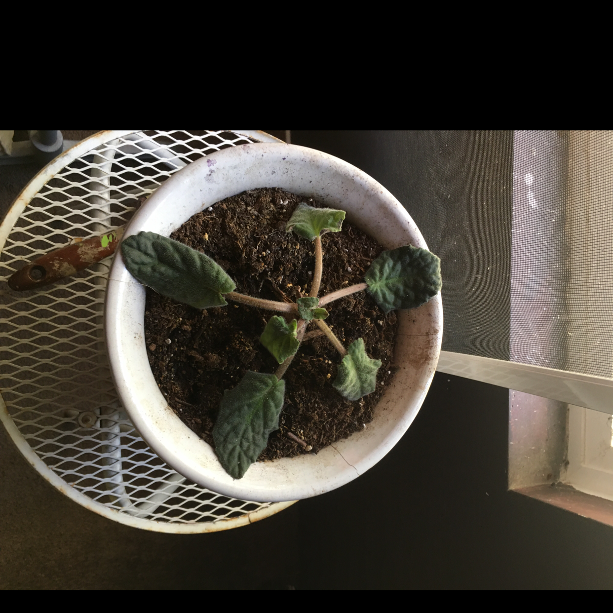 What To Do About Bugs on My African Violet? 🐛