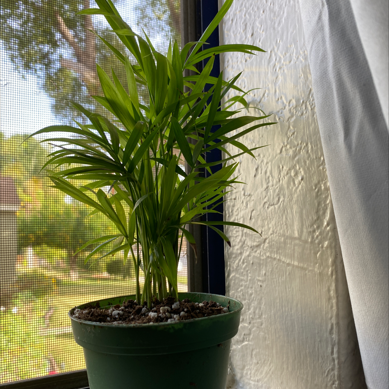 🌡 What Temperature Should My Cat Palm Be Kept At?
