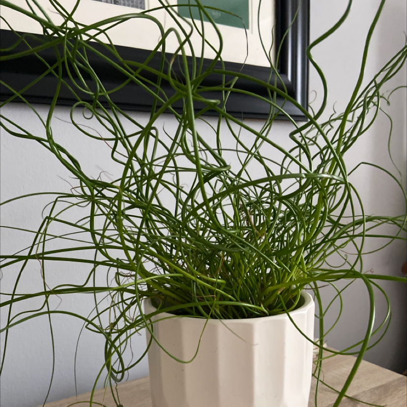 10 Advantages of Having a Common Rush