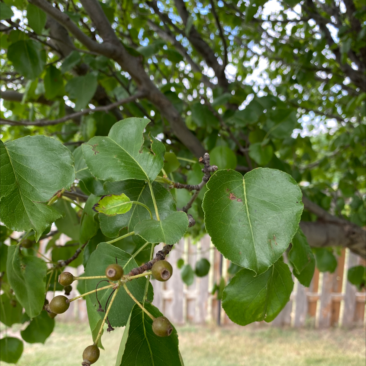 Propagating My Callery Pear: Step-by-Step Guide