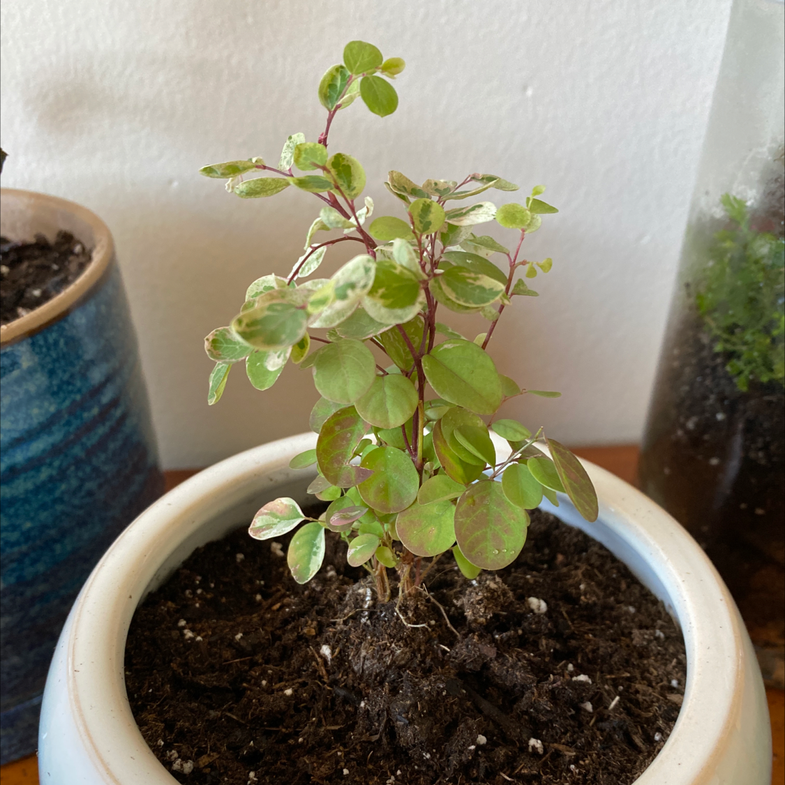 Propagating My Brenia Snowbush: Step-by-Step Guide