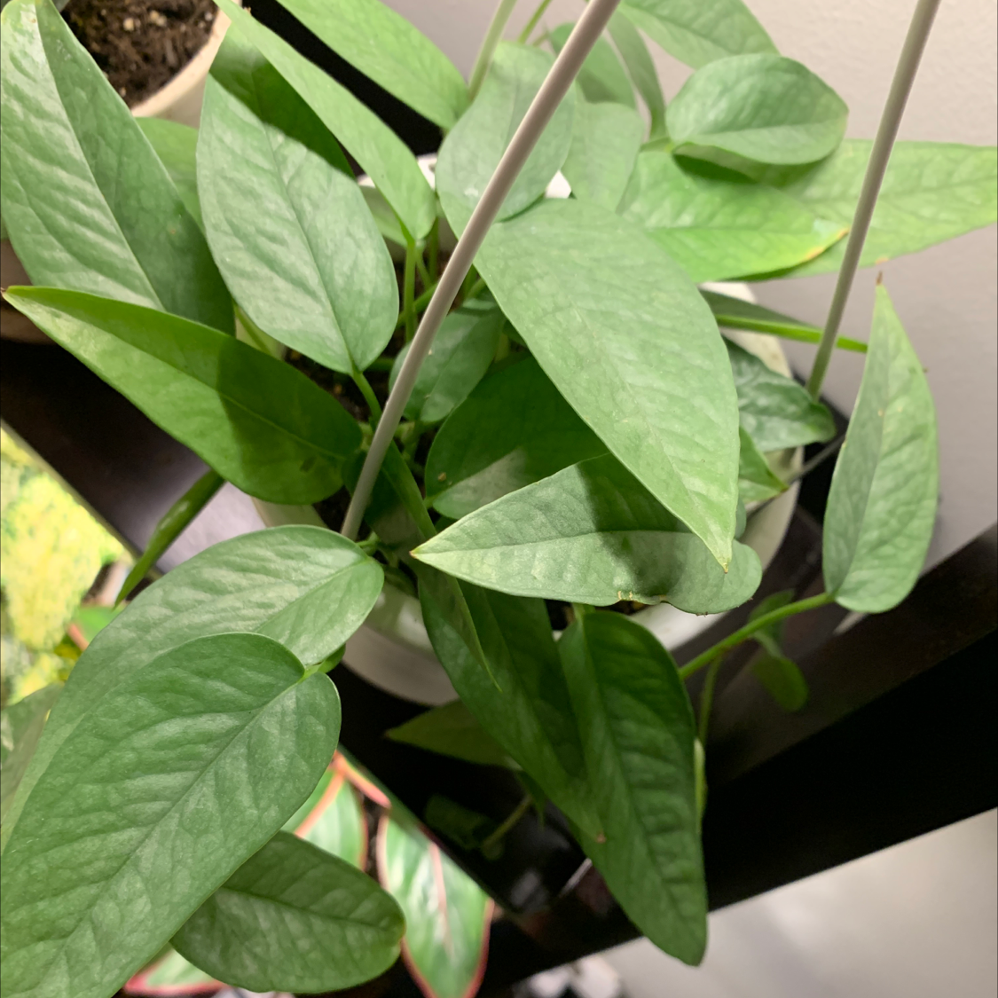 How To Get A Cebu Blue Pothos To Bloom