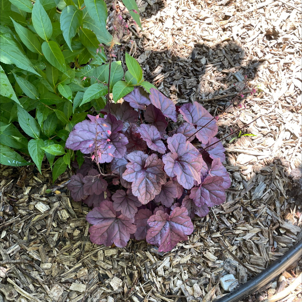 What Are The Bugs on My Coral Bells? 🐛